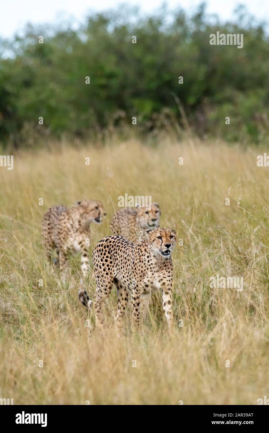 A cheetah coalition of five brothers walking in the plains of africa ...