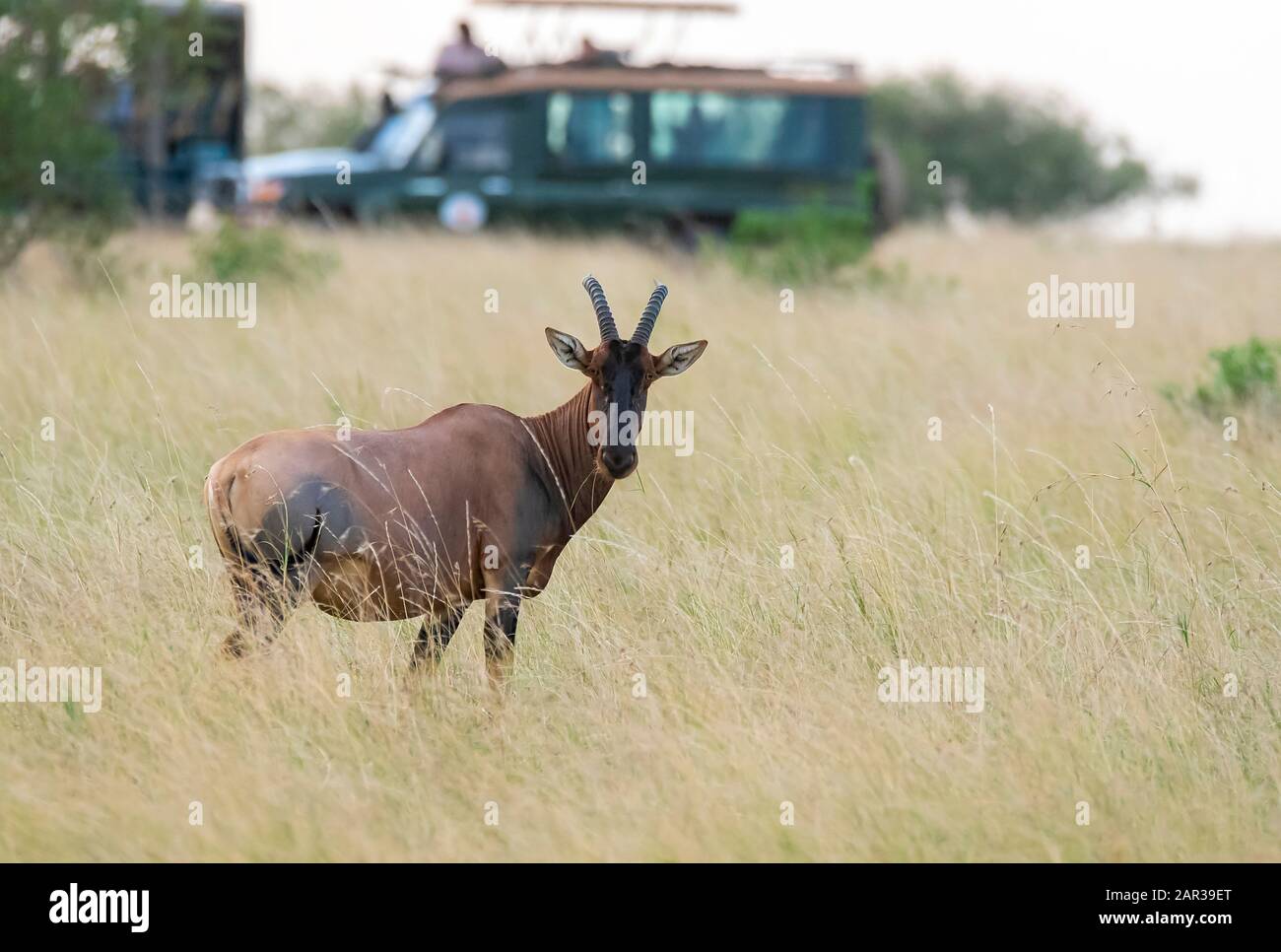 African topis grazing in the grasslands of Masai Mara National reserve ...