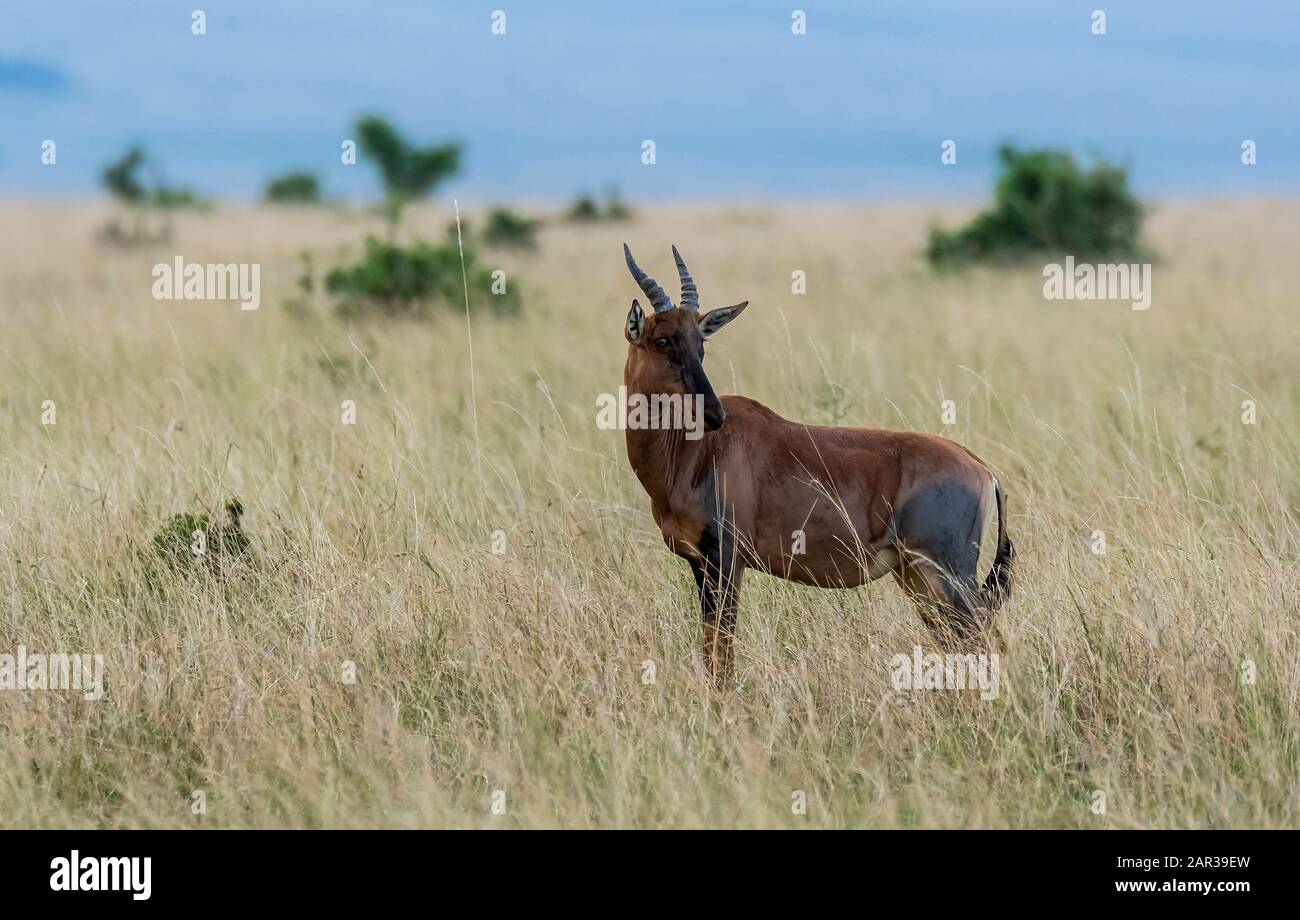 African topis grazing in the grasslands of Masai Mara National reserve ...