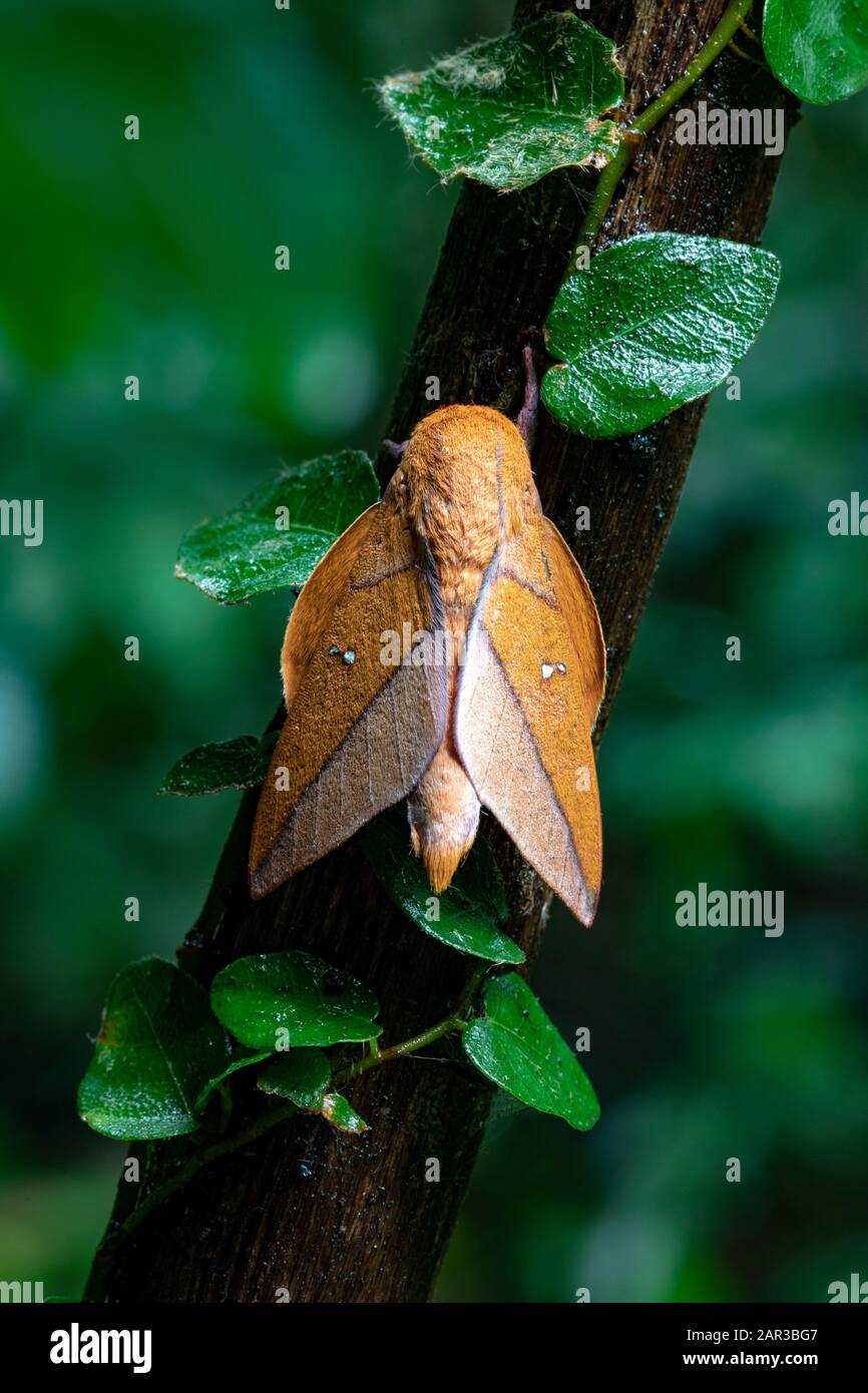 Saturniidae hi-res stock photography and images - Alamy
