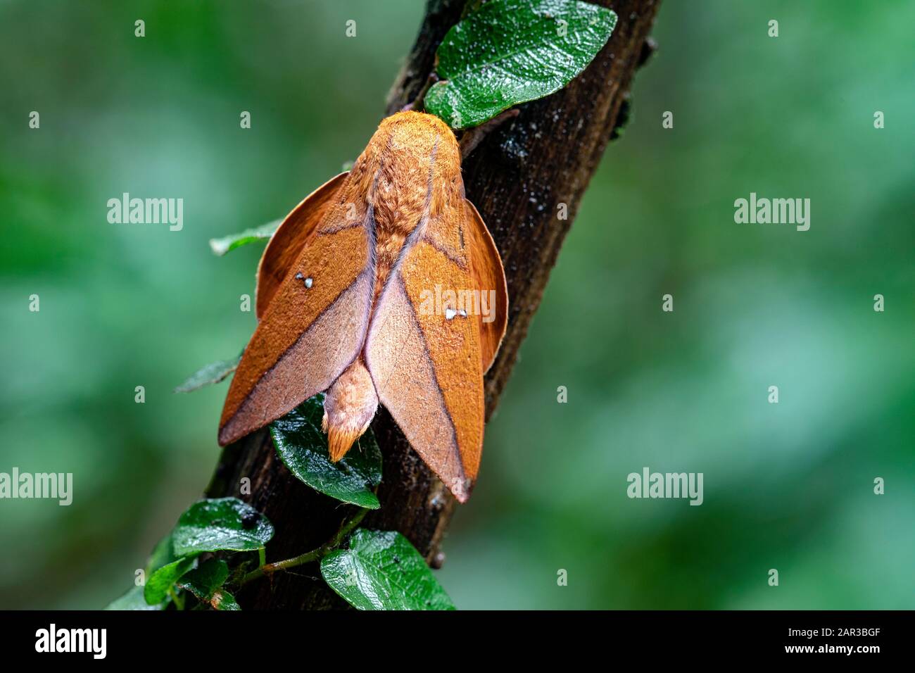 Costa rica moth hi-res stock photography and images - Alamy