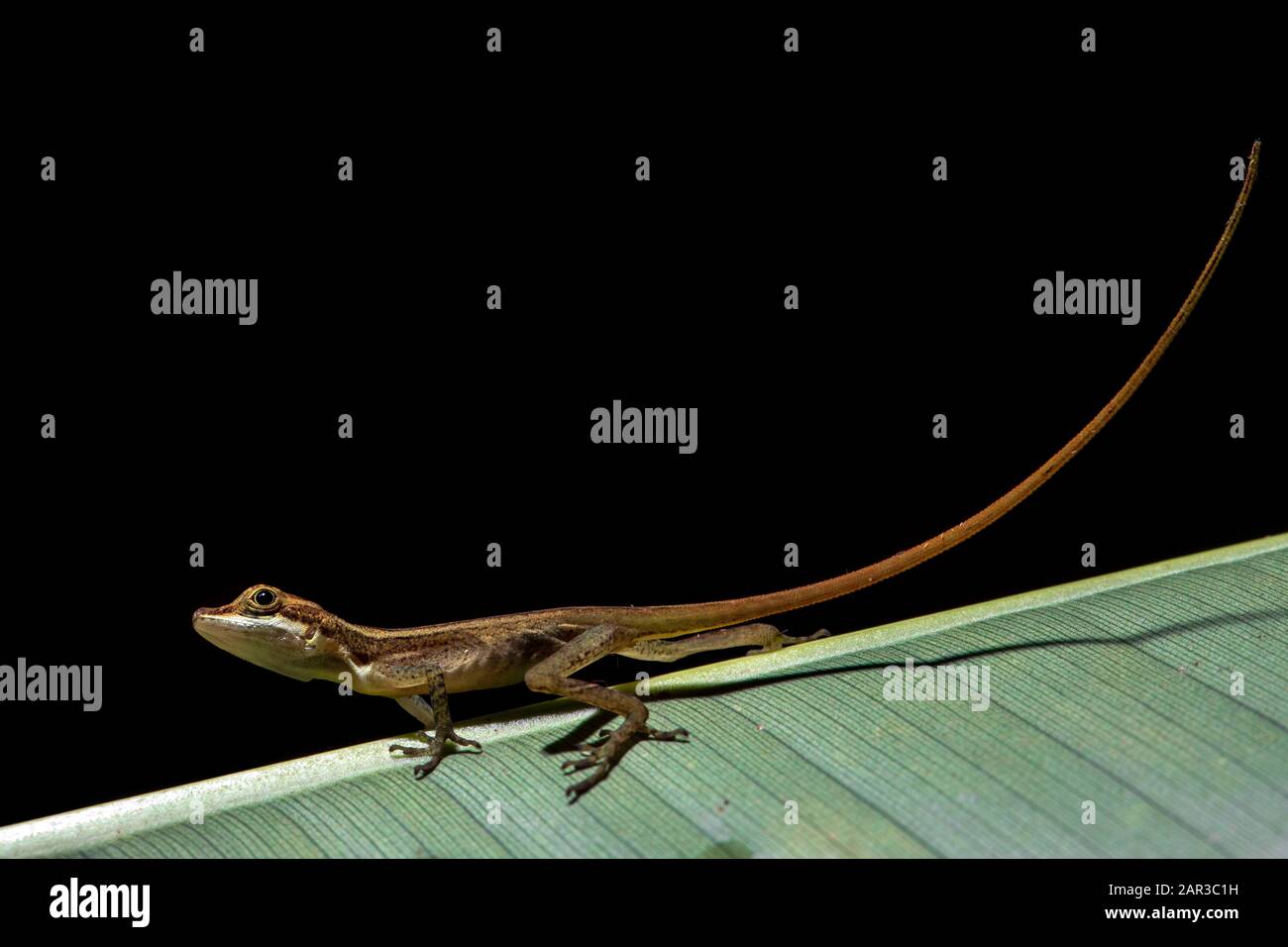 Close-up of Slender Anole (Anolis limifrons) - La Laguna del Lagarto ...
