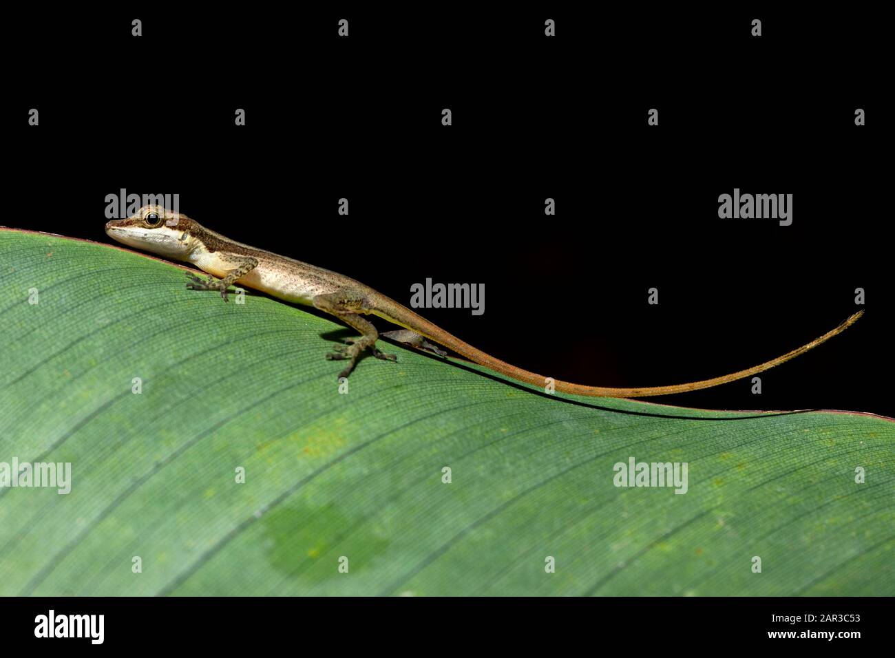 Slender lizards hi-res stock photography and images - Alamy