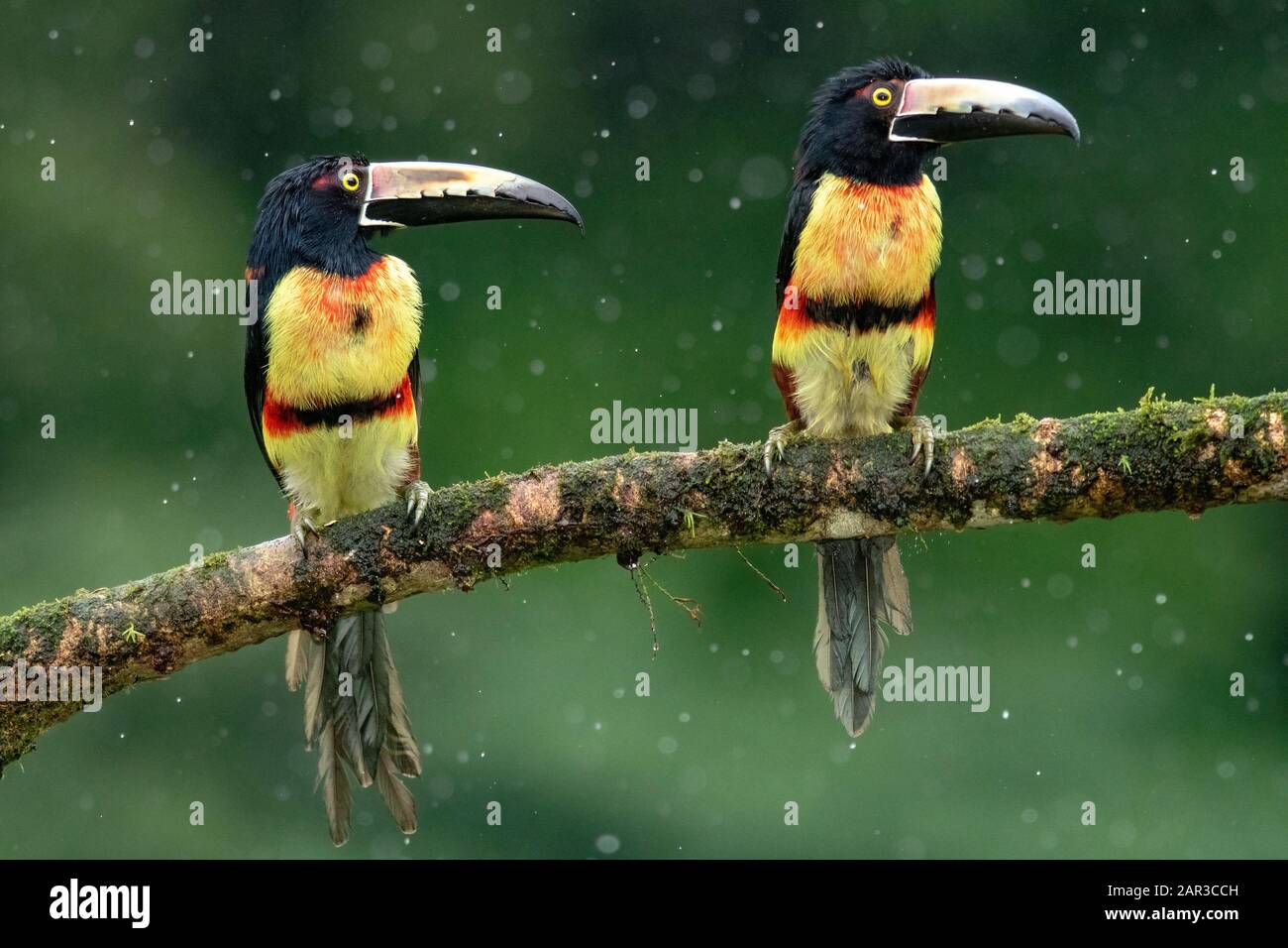 Collared Aracari in the rain - La Laguna del Lagarto Lodge - Boca ...