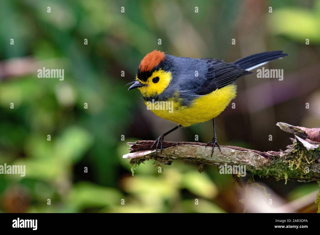 Collared redstart (Myioborus torquatus) - Paraiso Quetzal Lodge, San Gerardo de Dota, San Jose ...