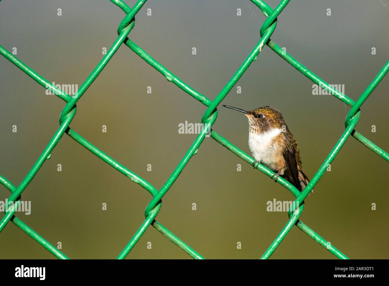 Female Volcano Hummingbird (Selasphorus flammula) - Paraiso Quetzal ...