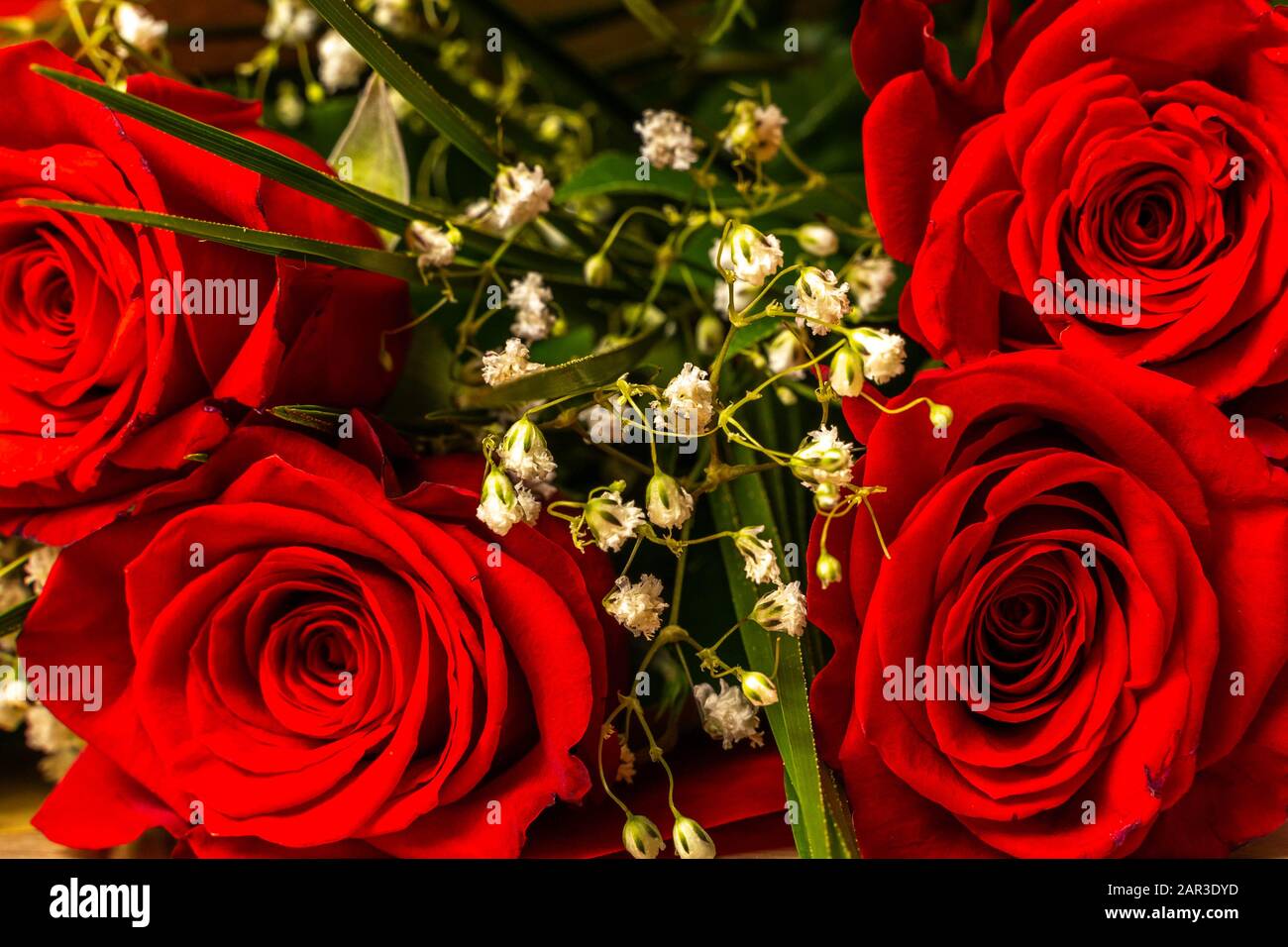 Red roses and gypsophila hi-res stock photography and images - Alamy