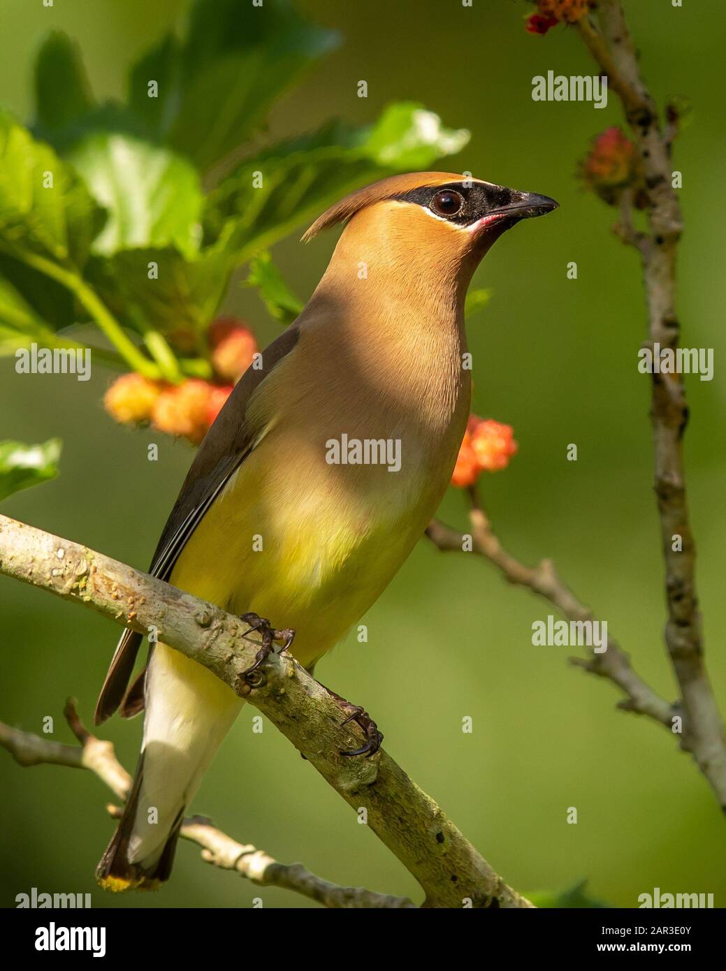 Waxwing landing hi-res stock photography and images - Alamy