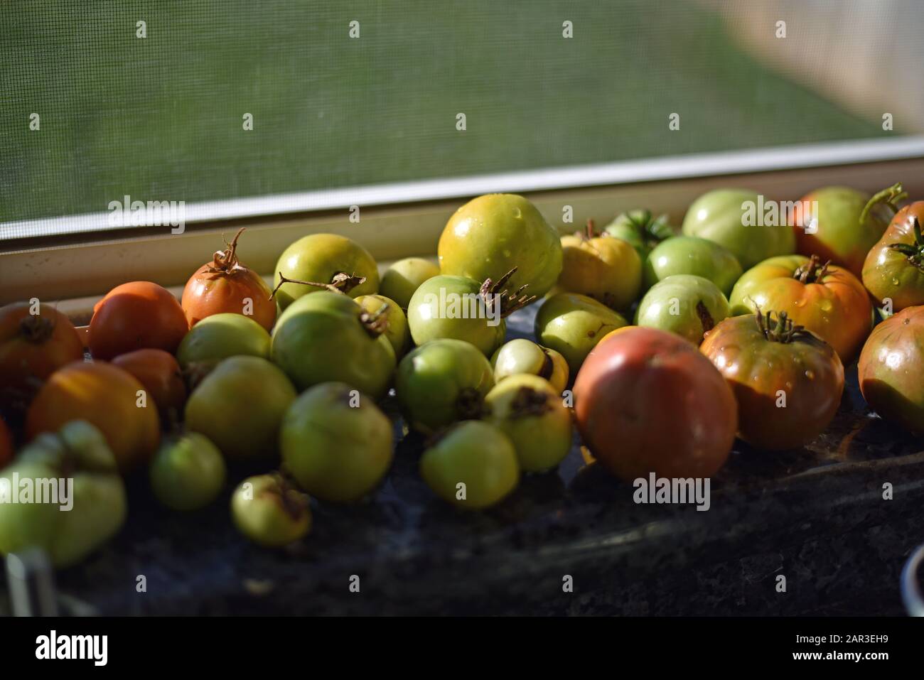 Tomatoes in a Window Sill Stock Photo - Alamy