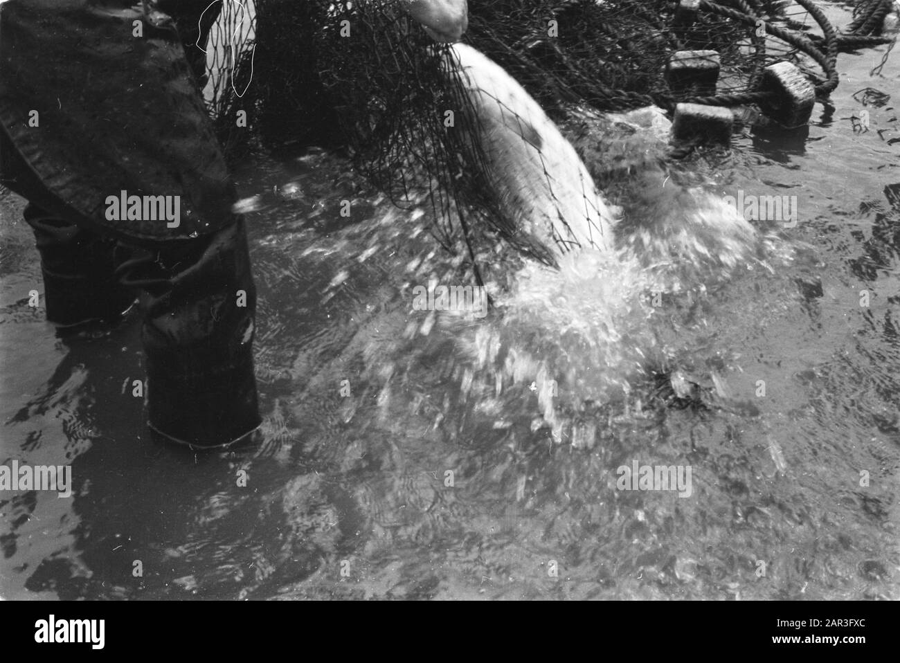 salmon fishing, fishermen, salmon, lace seine Date: July 1949 Keywords ...