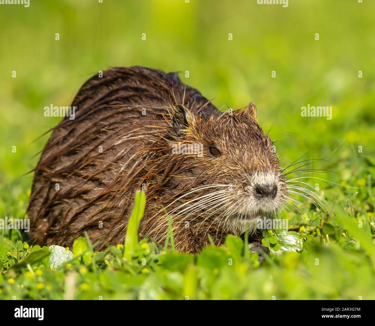 Nutria feeding near creek Stock Photo - Alamy