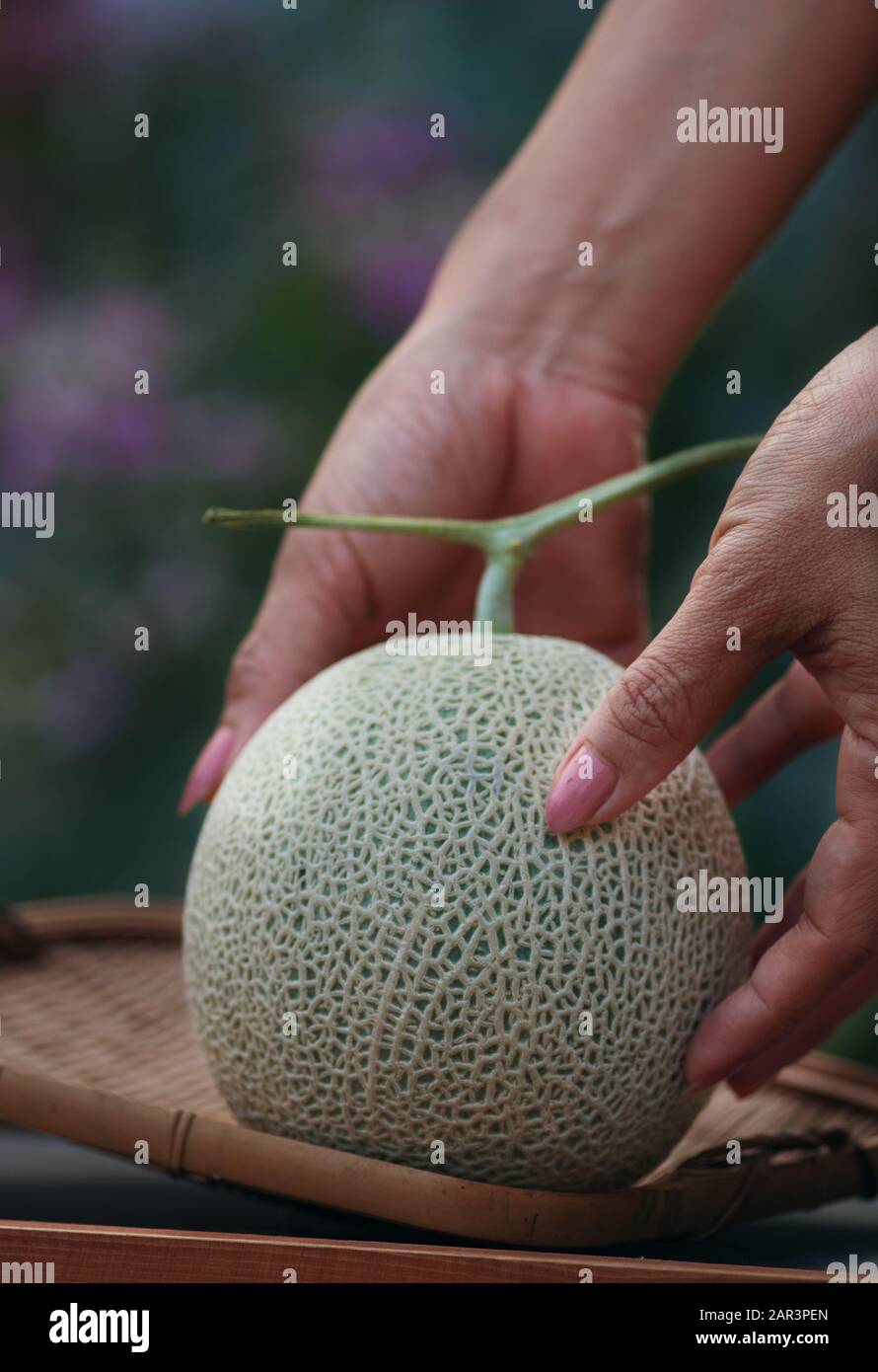 Close up woman melon hi-res stock photography and images - Alamy