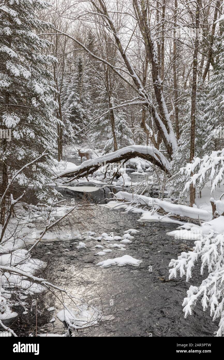Wintertime creek hi-res stock photography and images - Alamy
