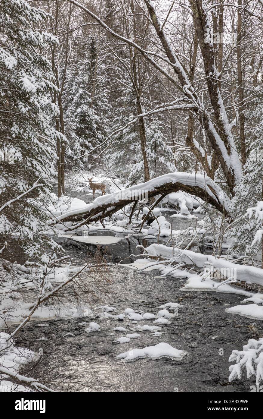 Winter creek in northern Wisconsin Stock Photo - Alamy