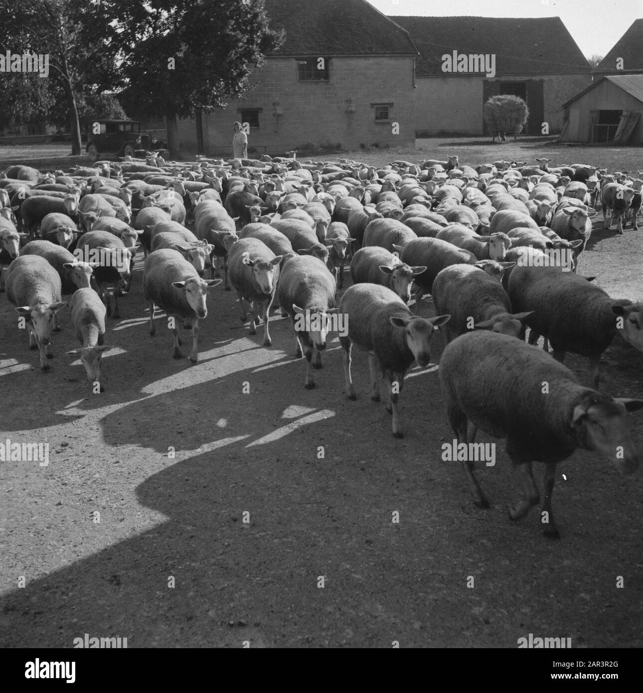 Dutch farmers are going to set up a business in France World War II ...