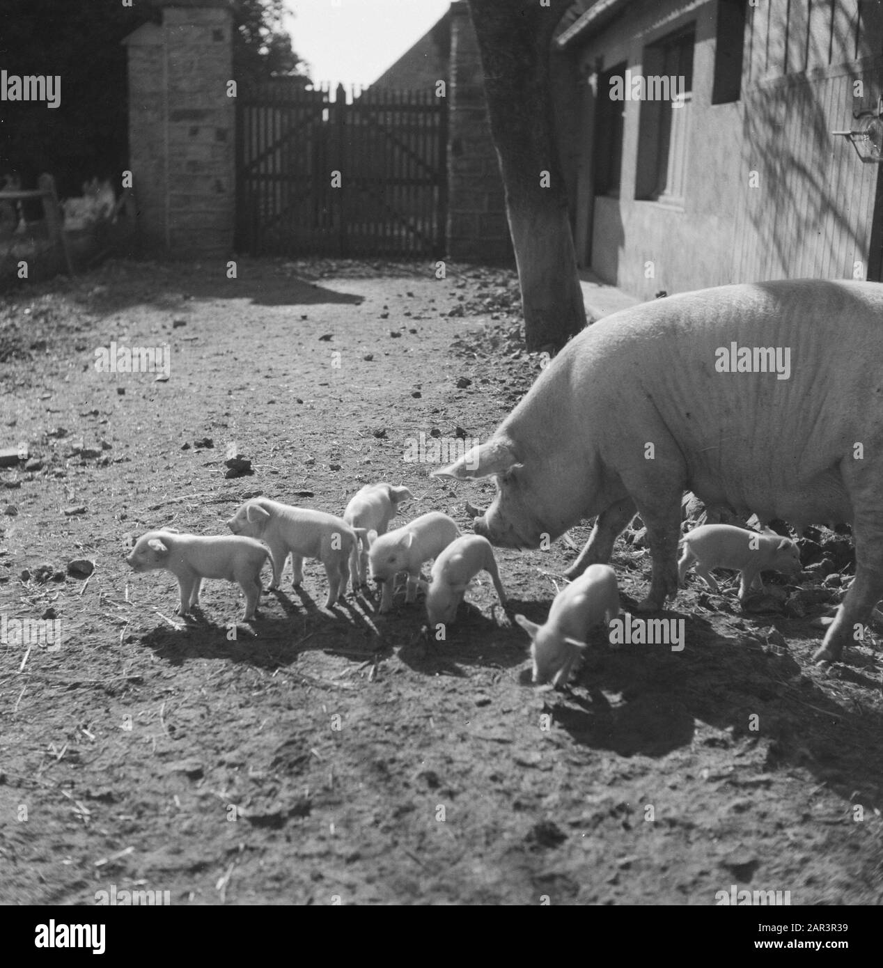 Dutch farmers are going to set up a business in France World War II ...
