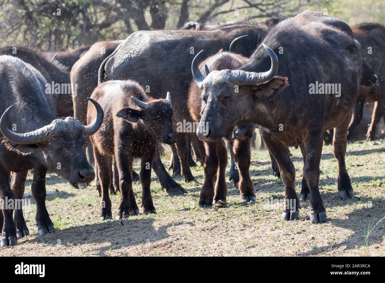 Cape Buffalo heard and flies Stock Photo - Alamy