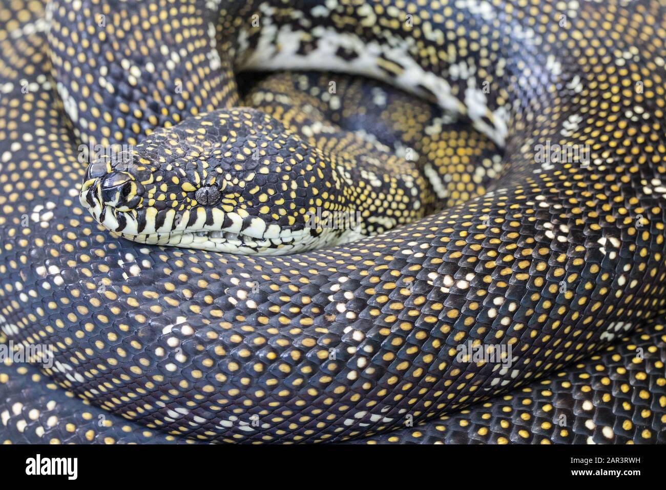 Curled position hi-res stock photography and images - Alamy