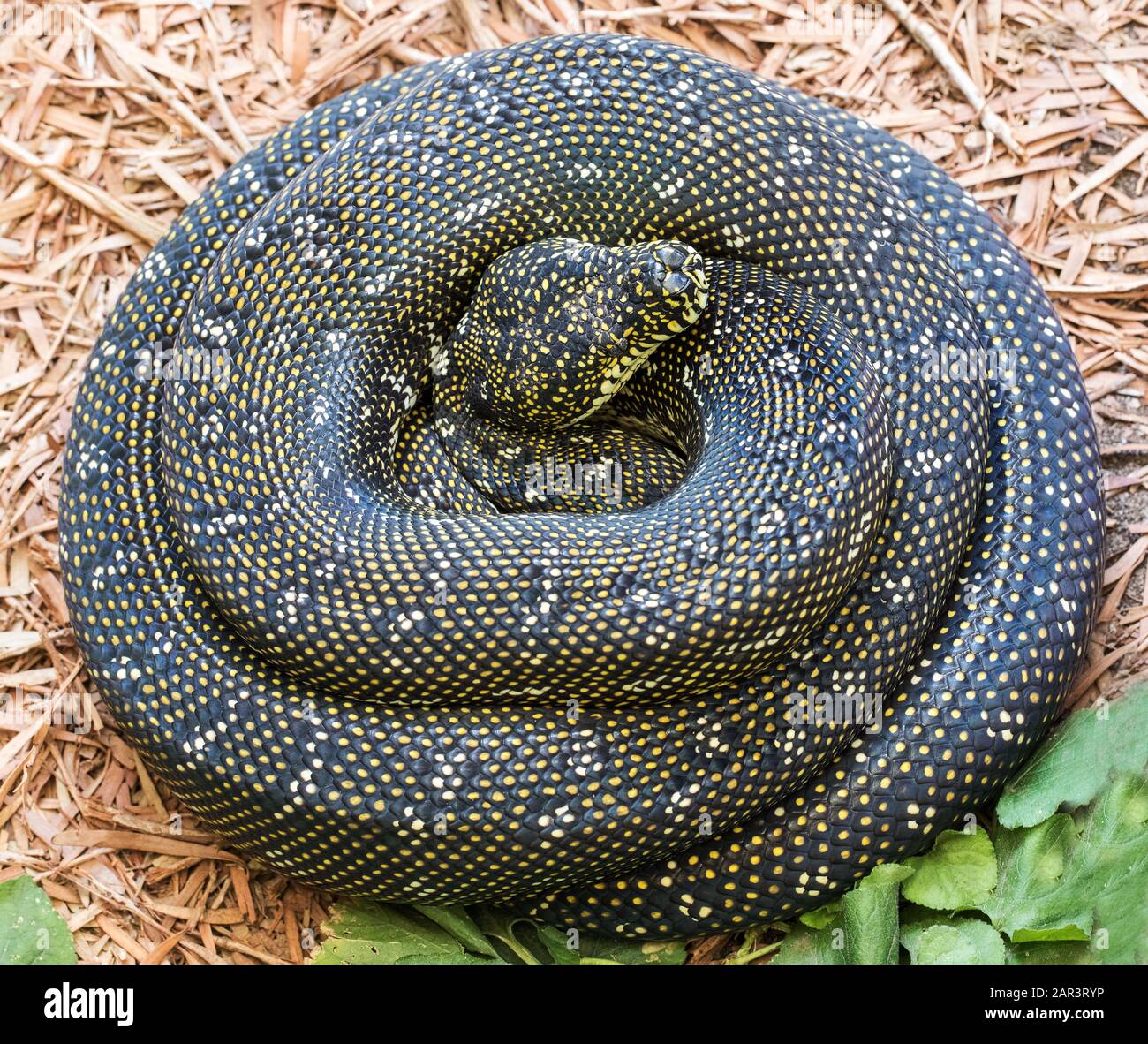 Curled position hi-res stock photography and images - Alamy