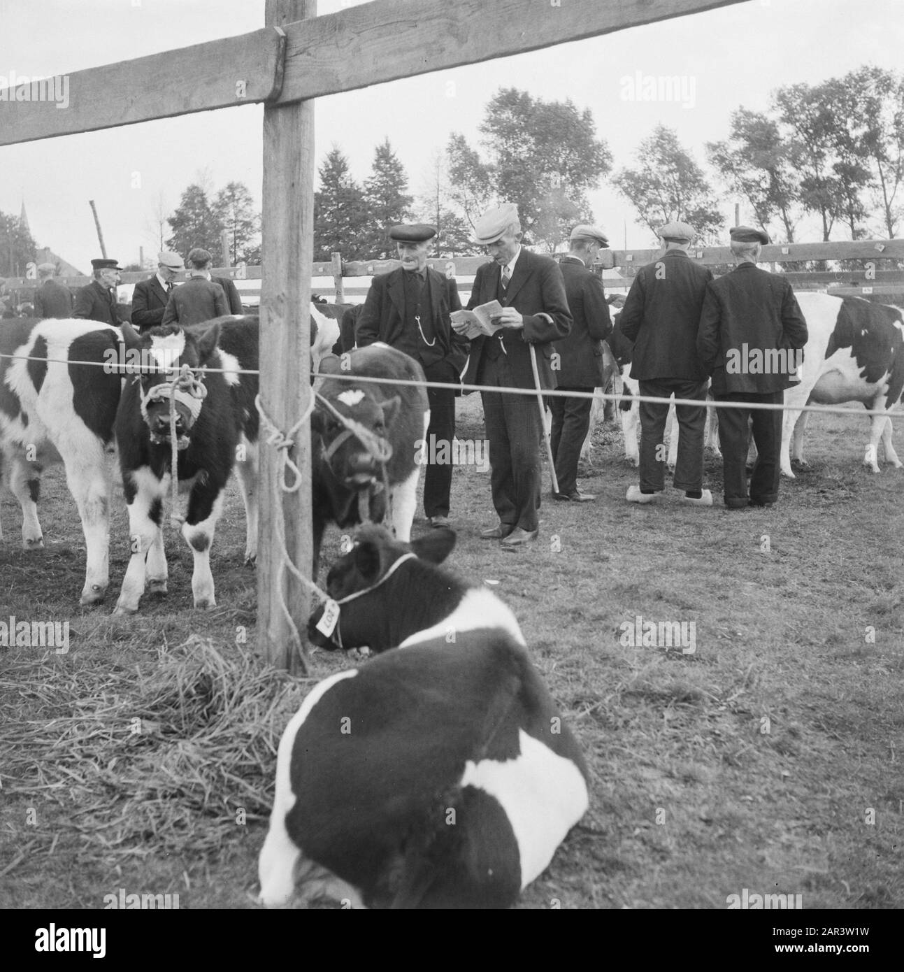 Tethered animals Black and White Stock Photos & Images - Alamy