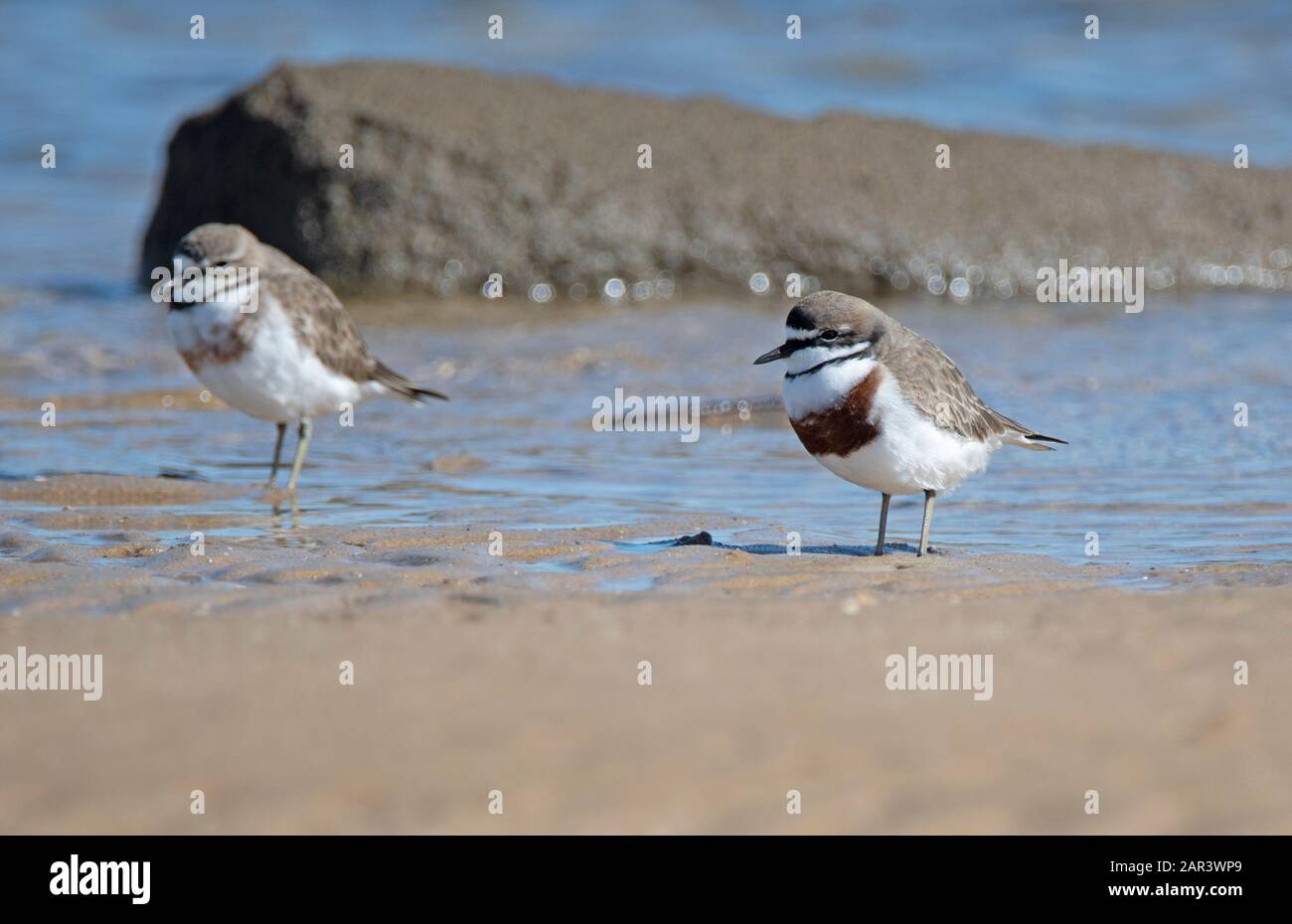 Wintering plovers hi-res stock photography and images - Alamy