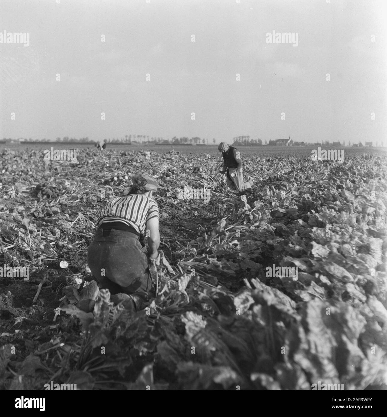 Agriculture world war hi-res stock photography and images - Alamy