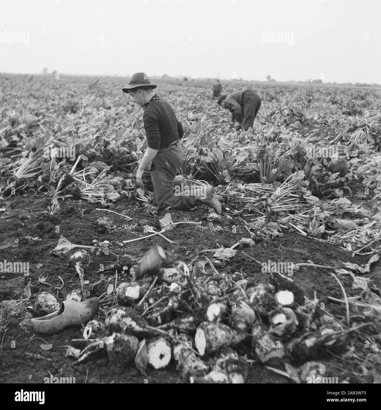 New world crops hi-res stock photography and images - Alamy