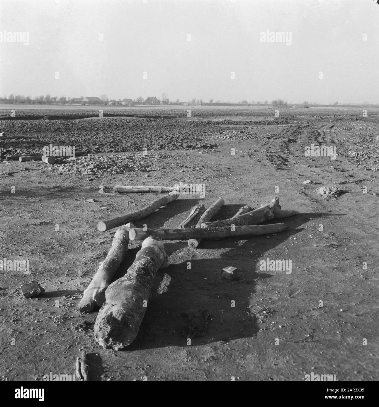Tree world war ii hi-res stock photography and images - Alamy