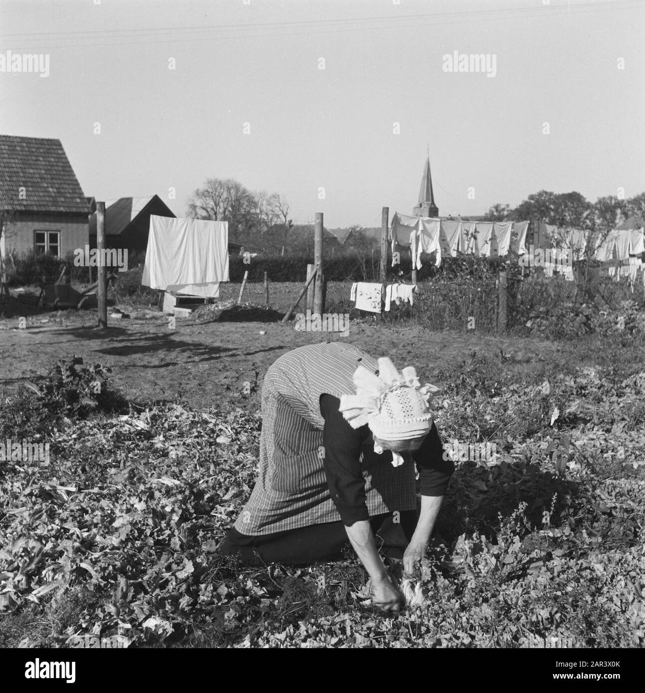 War time vegetable gardens hi-res stock photography and images - Alamy