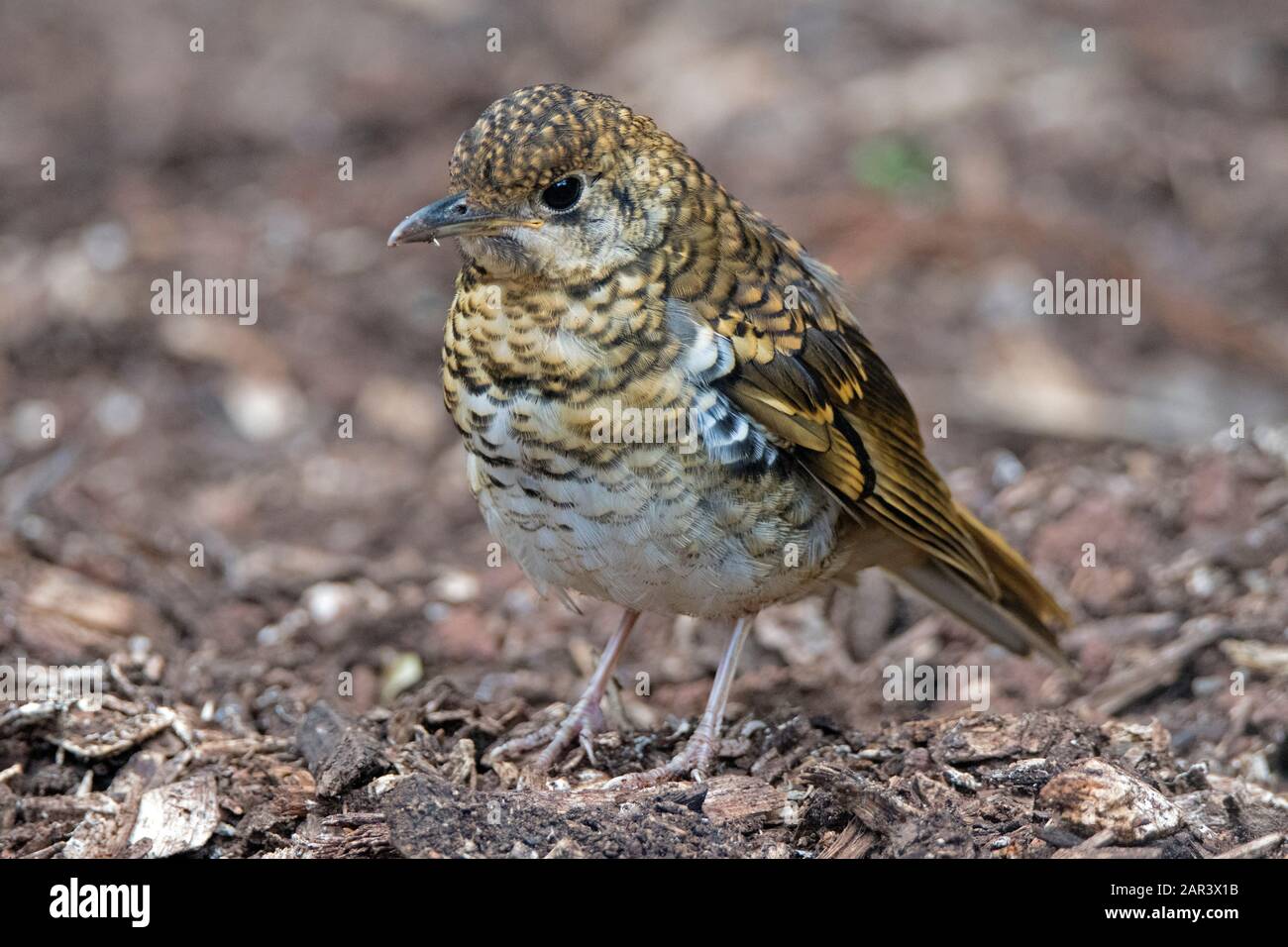 Russet-tailed Thrush foraging in Rainforest, QLD, Australia Stock Photo ...