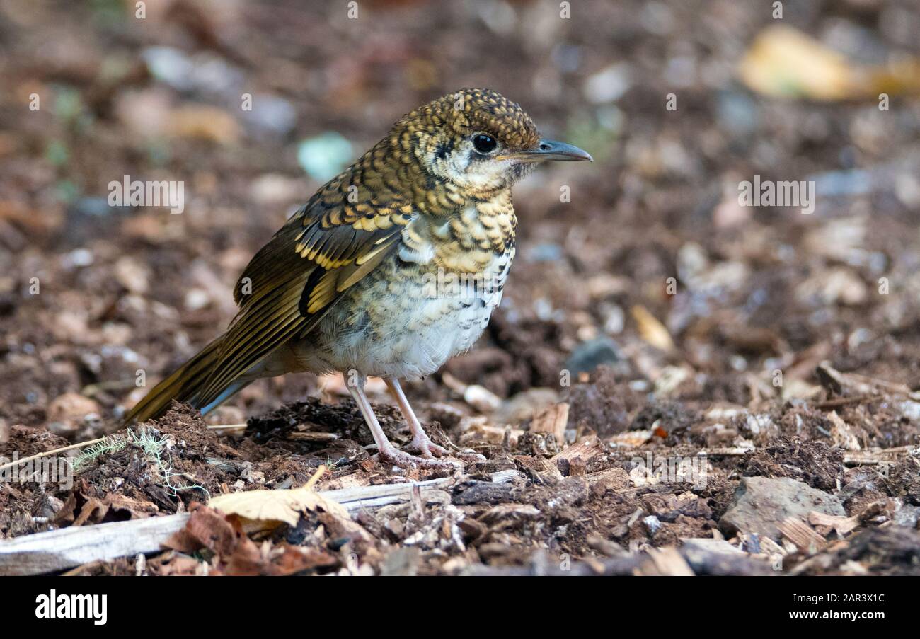 Russet tailed thrush hi-res stock photography and images - Alamy