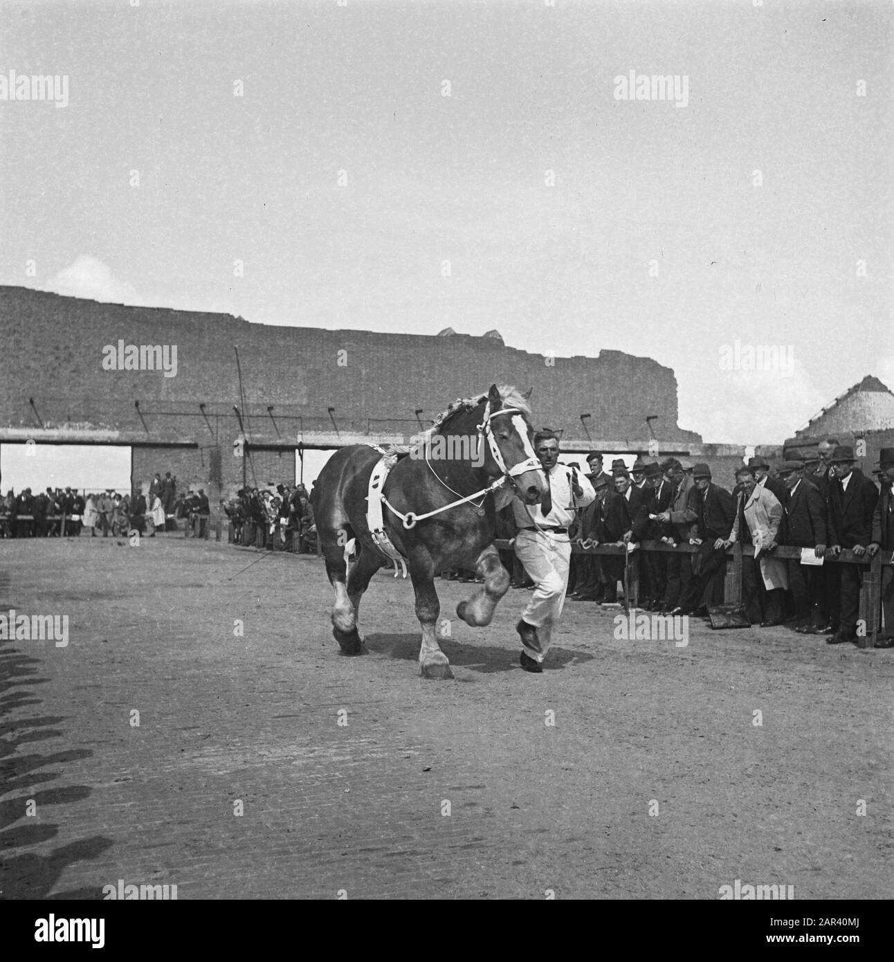 Horse inspection Black and White Stock Photos & Images - Alamy