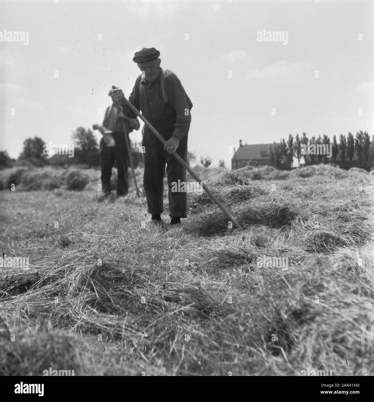 Hay time Date: June 18, 1947 Stock Photo - Alamy