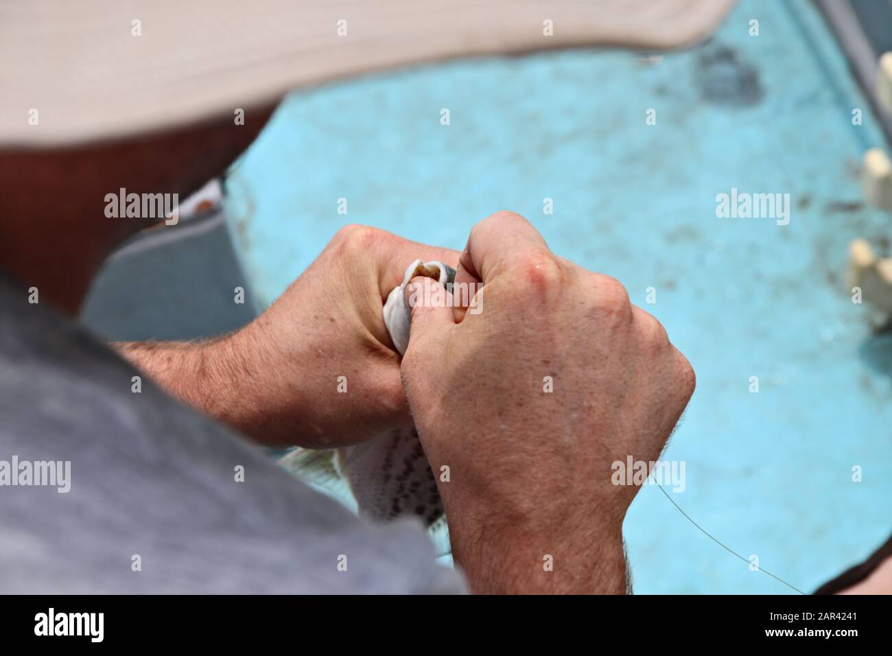 Fresh caught salmon fish cut hi-res stock photography and images - Alamy