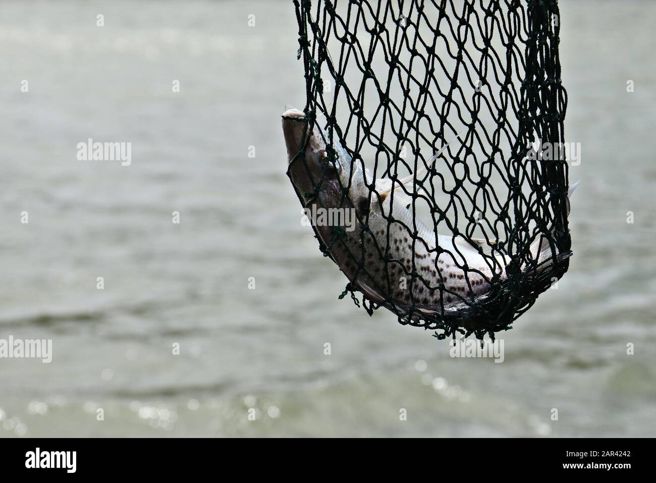 Fish shunted by a fisherman's net in the middle of the sea Stock Photo ...