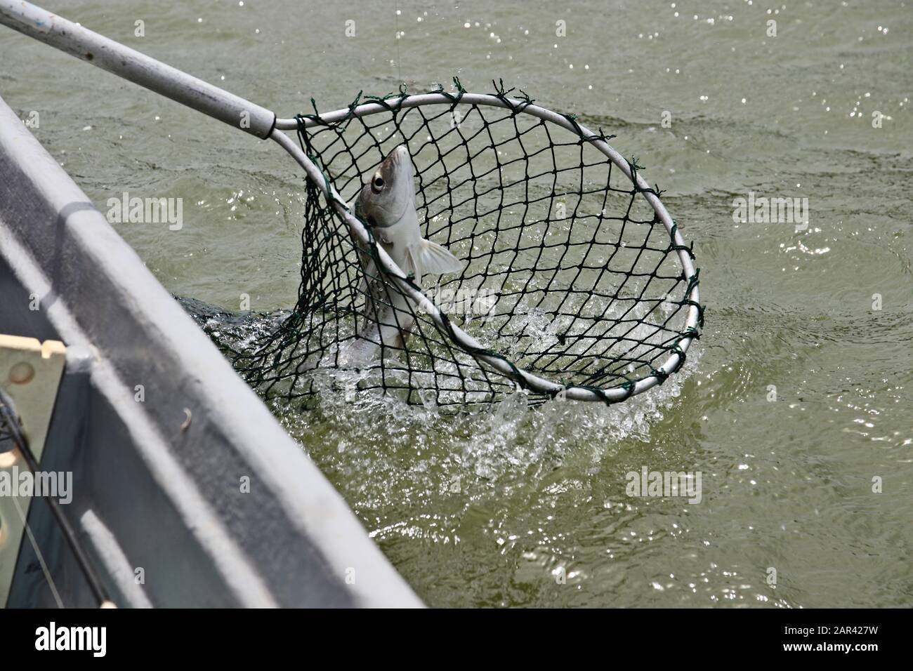 Fish shunted by a fisherman's net in the middle of the sea Stock Photo ...