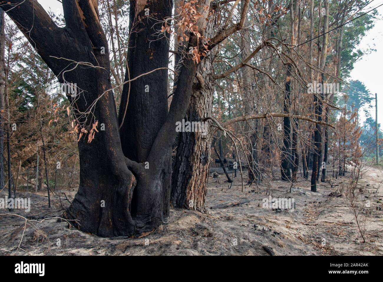 Australian Bushfires aftermath. Wingello, NSW. Fire occurred on the ...