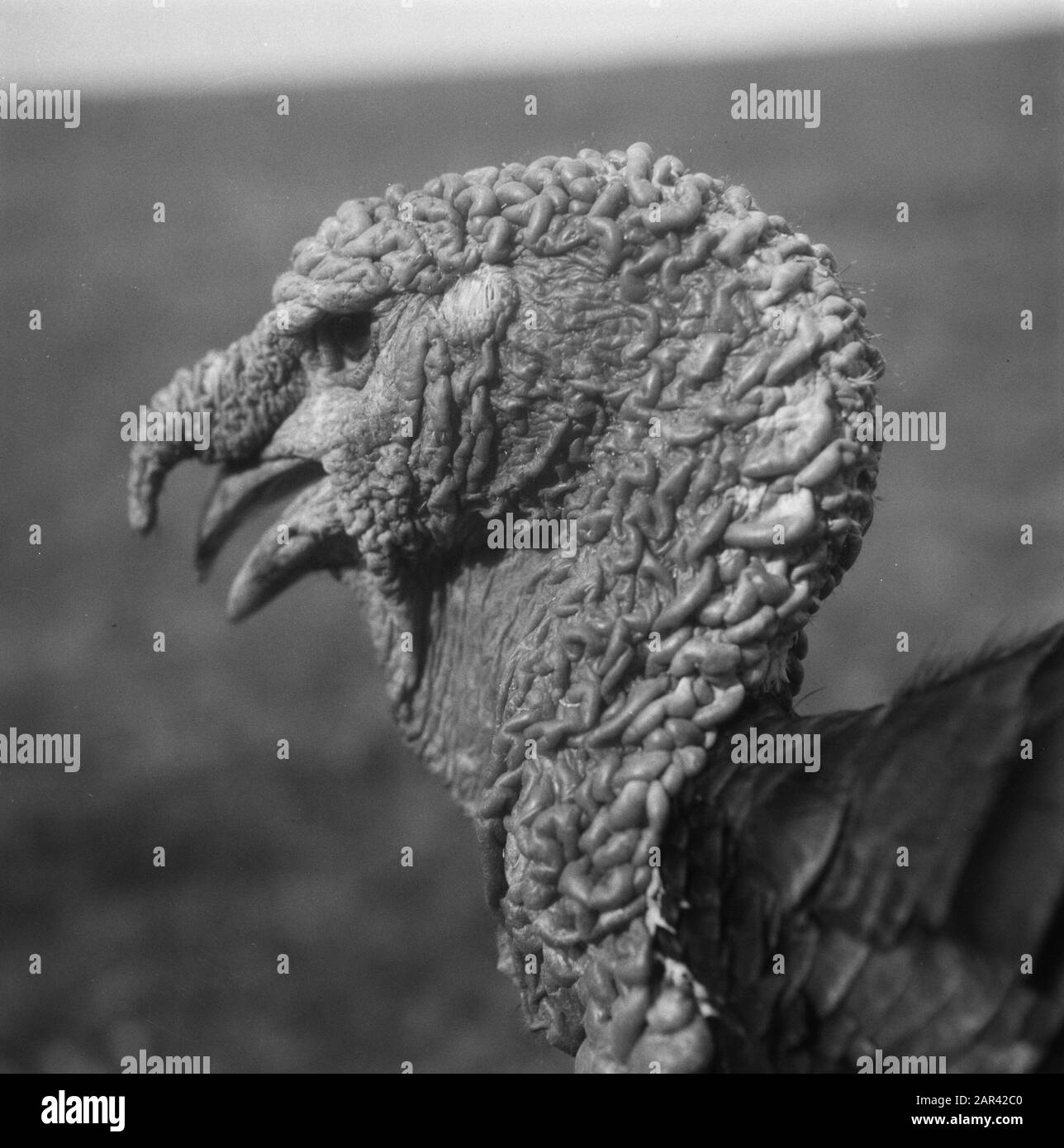 Turkey production Black and White Stock Photos & Images - Alamy