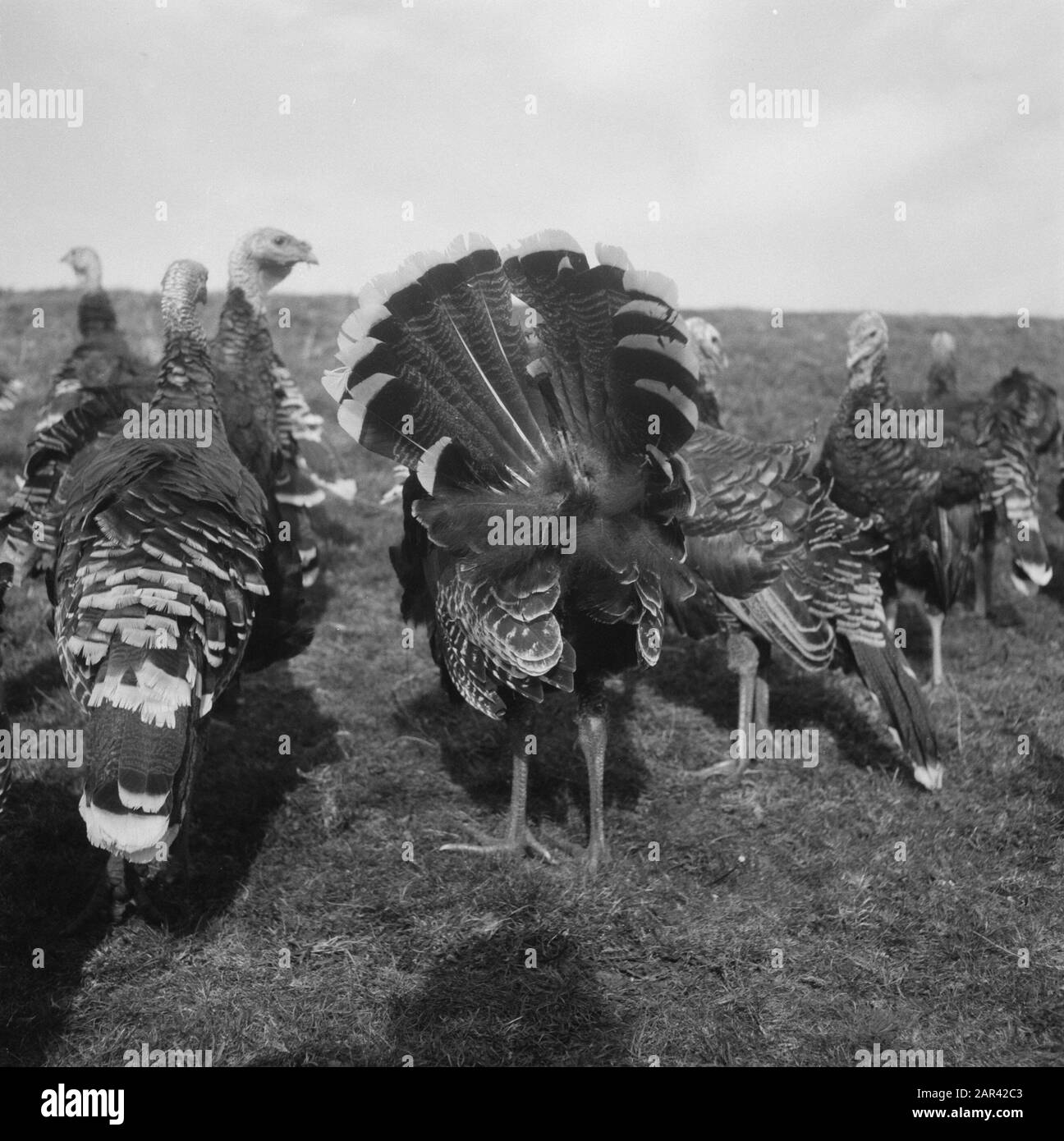 15 october 15 Black and White Stock Photos & Images - Alamy