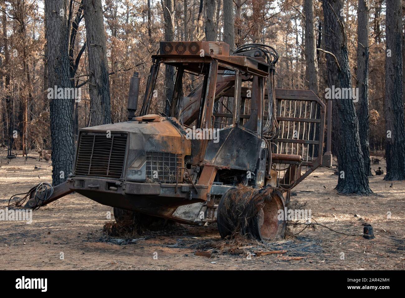 Aftermath of forest fires hi-res stock photography and images - Alamy