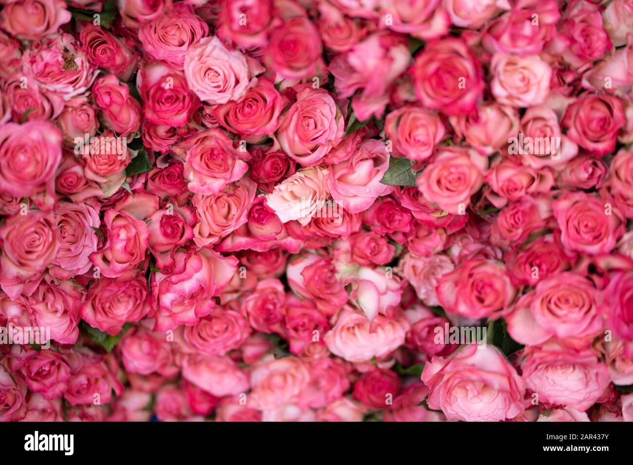 A bunch of fresh pink roses on a market stall Stock Photo - Alamy
