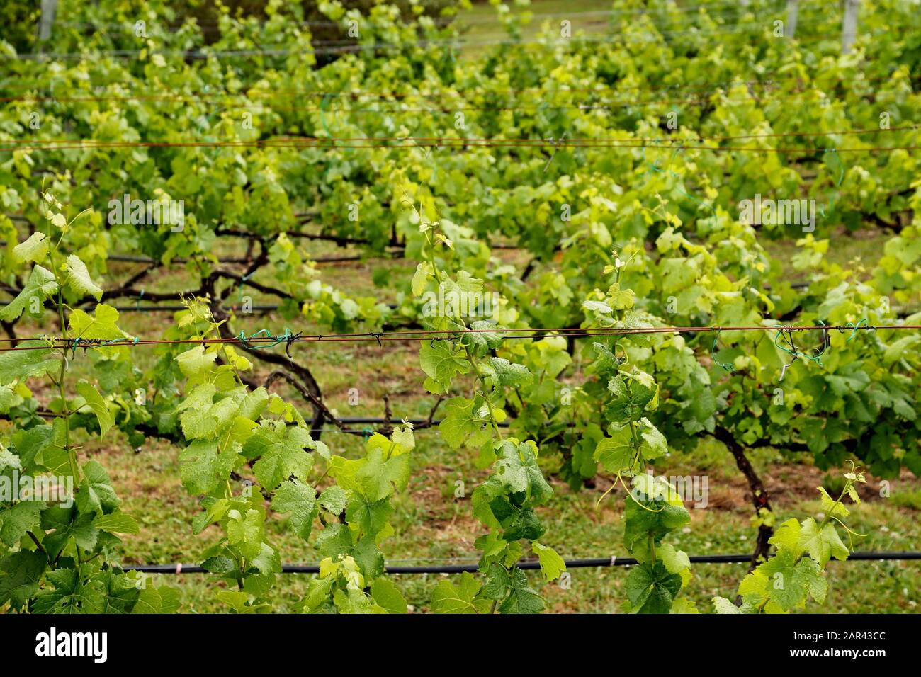 Filed of newly planted trees in a field surrounded by a forest Stock ...