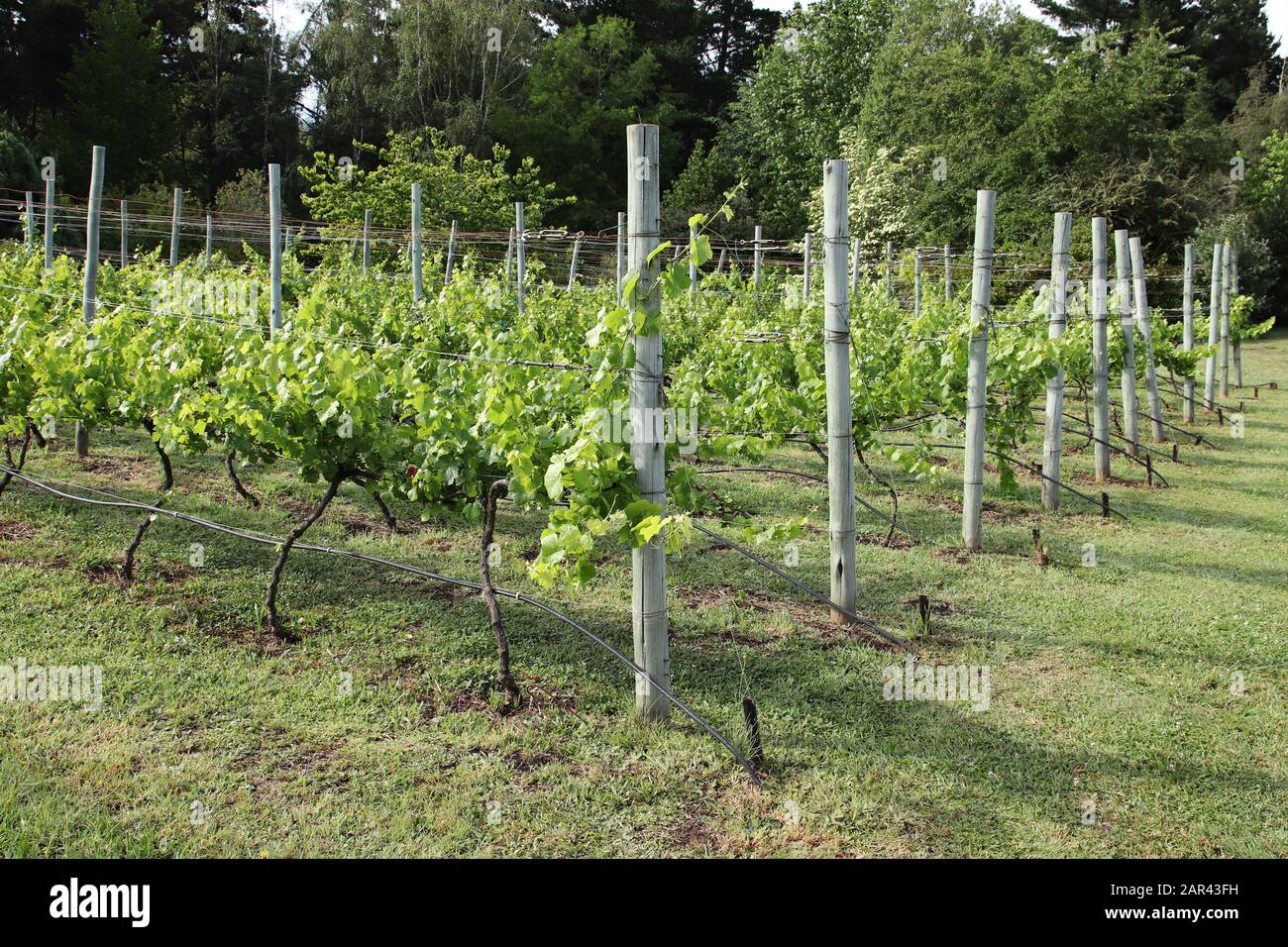 Scenery of a field full of newly planted trees Stock Photo - Alamy