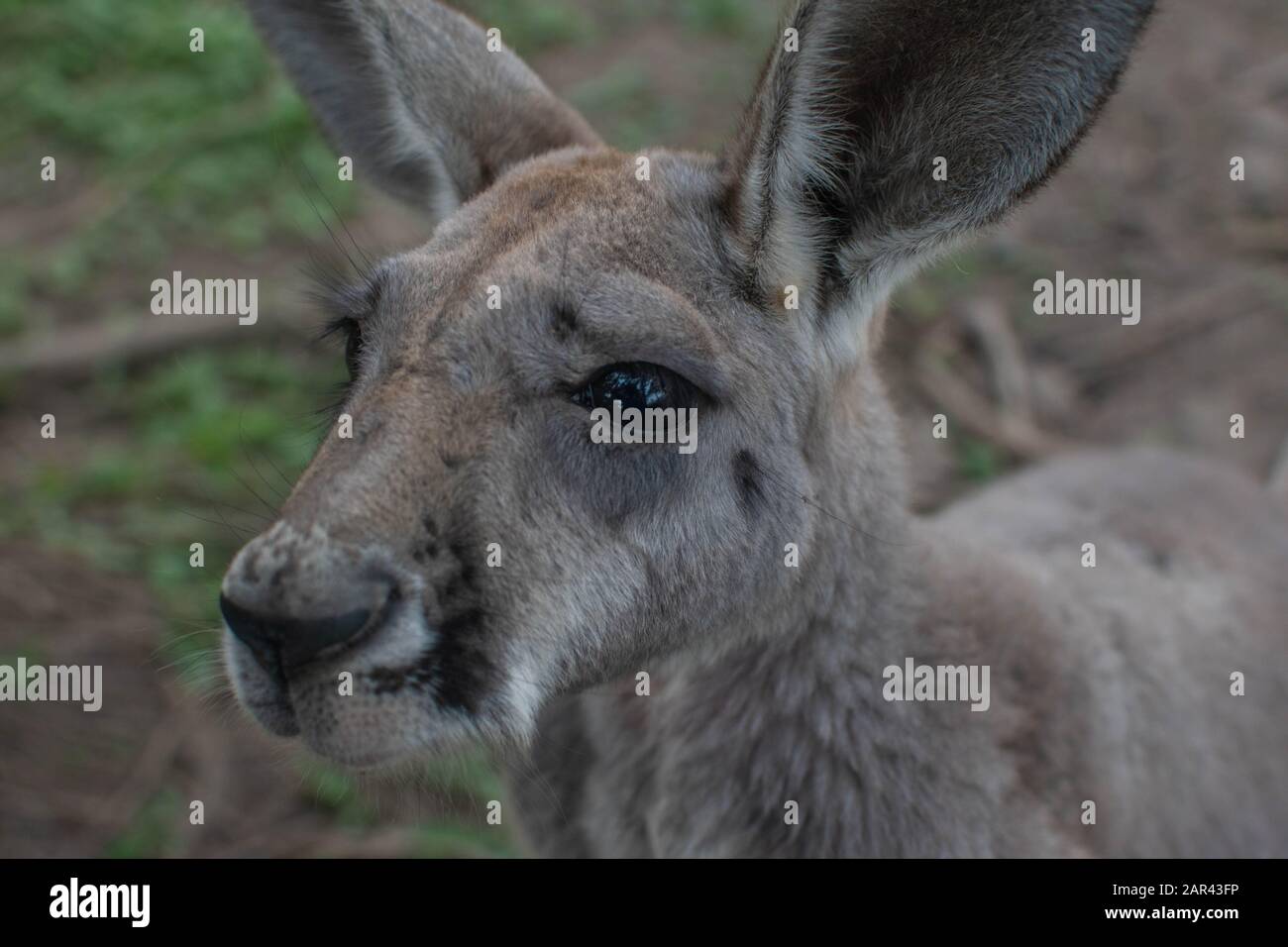 Kagaroo hi-res stock photography and images - Alamy