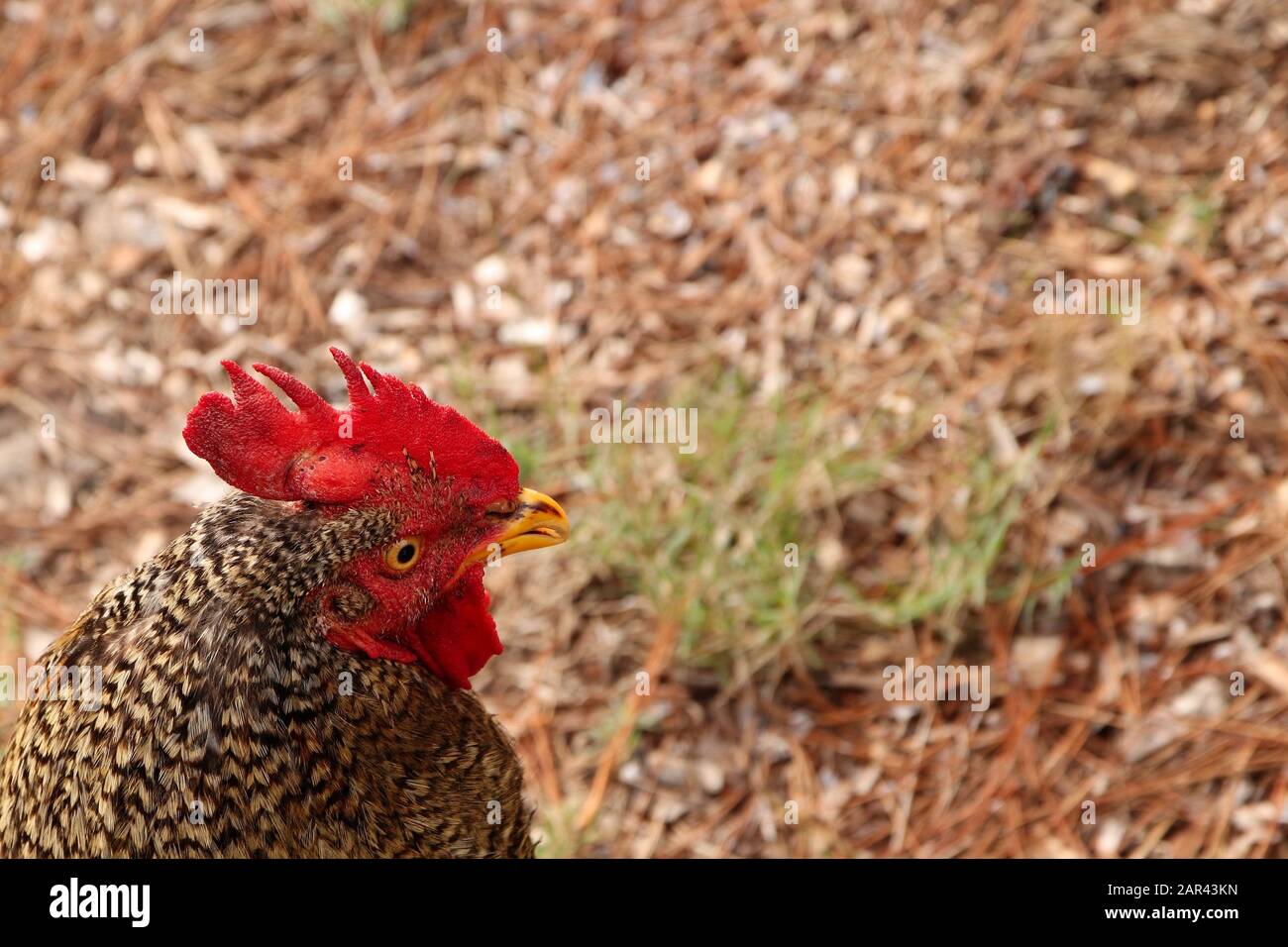 Closeup selective focus shot of a rooster in the middle of a field ...