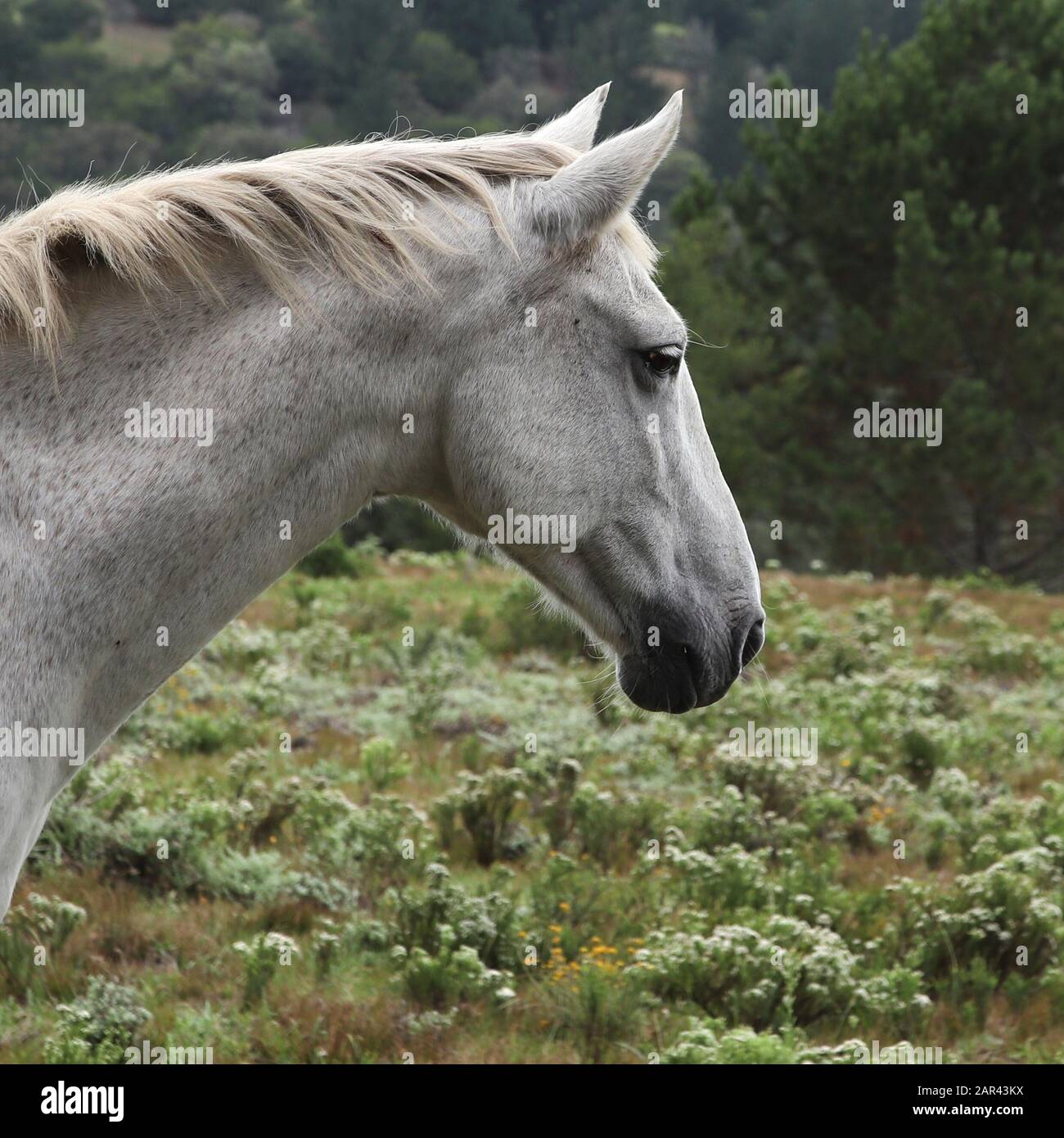 Magnificent black stallion hi-res stock photography and images - Alamy