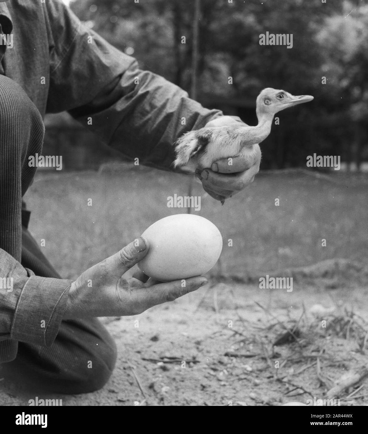 Ostrich life cycle hi-res stock photography and images - Alamy