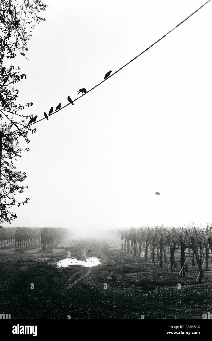 Murder of crows hi-res stock photography and images - Alamy