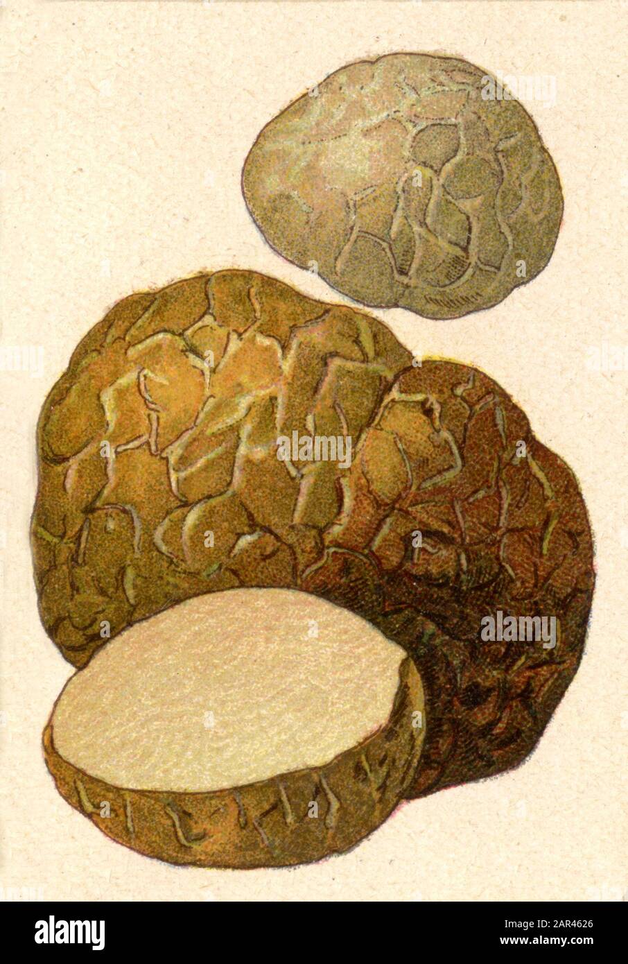 Madonna blanche hi-res stock photography and images - Alamy