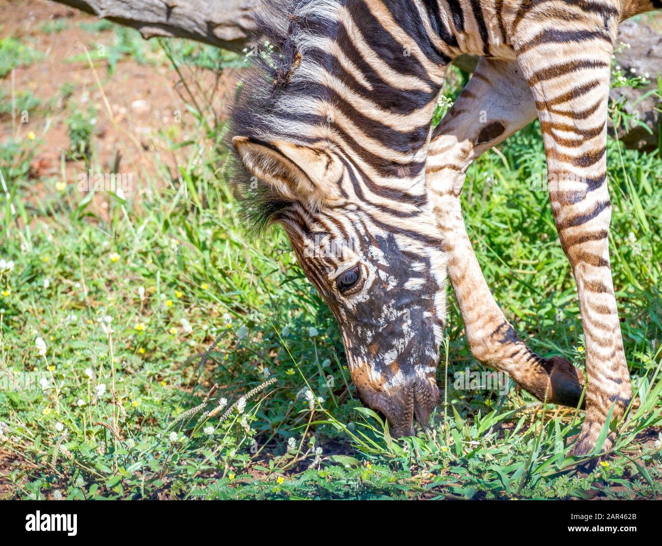 Pseudo melanism hi-res stock photography and images - Alamy